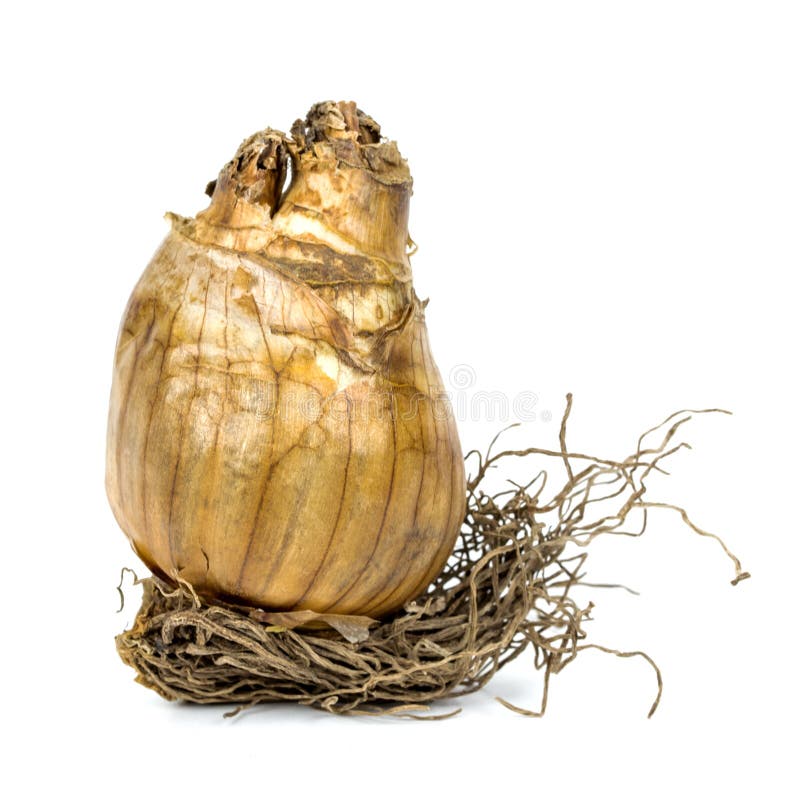 Bulbo del narciso aislado imagen de archivo. Imagen de bulbo - 79940707
