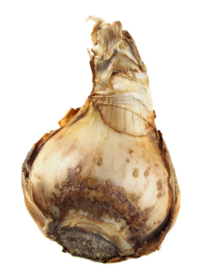 Bulbo Del Narciso Aislado En Blanco Foto de archivo - Imagen de flora ...