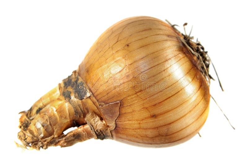 Bulbo Del Narciso Aislado En Blanco Foto de archivo - Imagen de planta ...