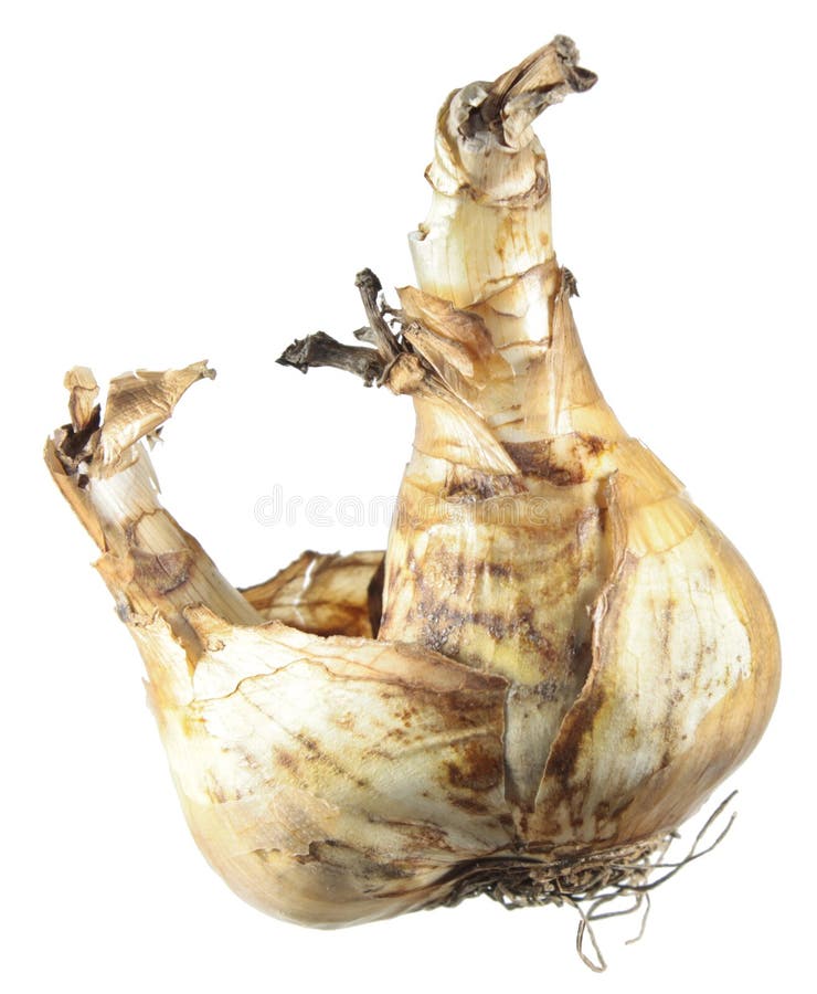 Bulbo Del Narciso Aislado En Blanco Imagen de archivo - Imagen de ...