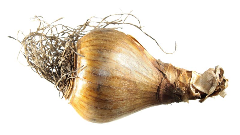 Bulbo Del Narciso Aislado En Blanco Foto de archivo - Imagen de ...