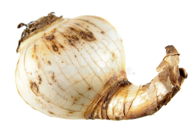Bulbo Del Narciso Aislado En Blanco Foto de archivo - Imagen de planta ...