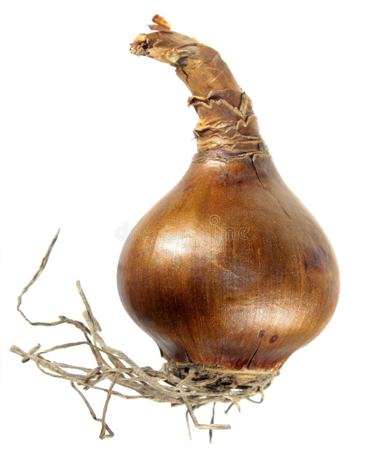 Bulbo Del Narciso Aislado En Blanco Imagen de archivo - Imagen de ...