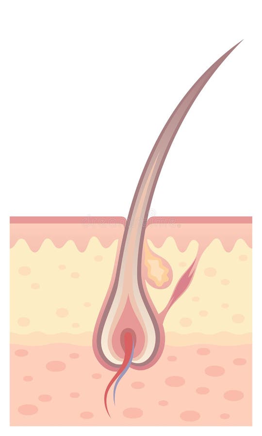 Dibujo De La Estructura Del Cabello Humano Ilustración del Vector ...