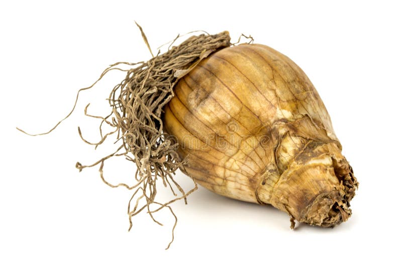 Narciso do bulbo com raiz foto de stock. Imagem de ambiental - 55472184