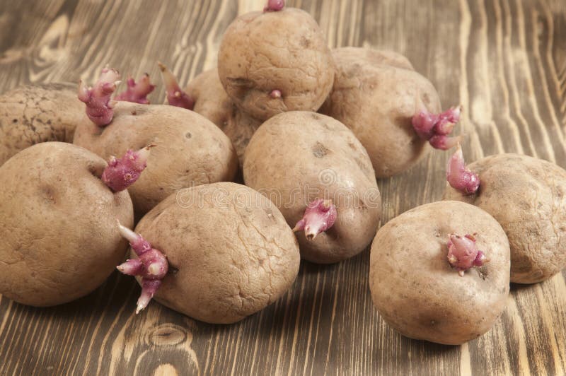Os Bulbos Velhos Da Batata Com Jovens Brotam Pronto Para Plantar Imagem ...