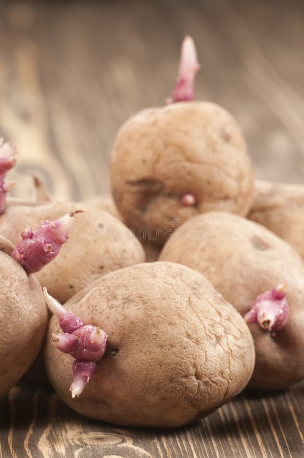 Bulbos Da Batata Com Brotos Novos Foto de Stock - Imagem de tabela ...