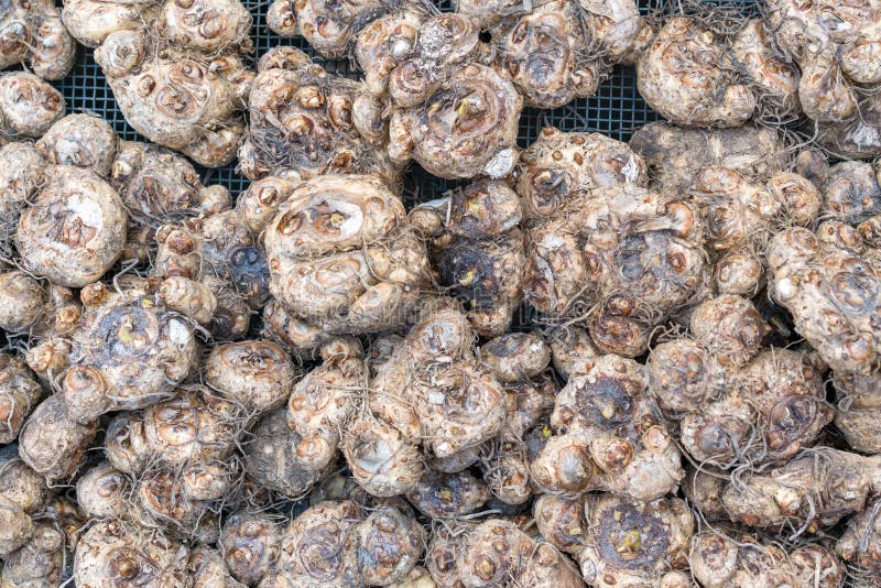 Bulbos De La Cala Preparados Para Plantar En Invernadero Foto de ...