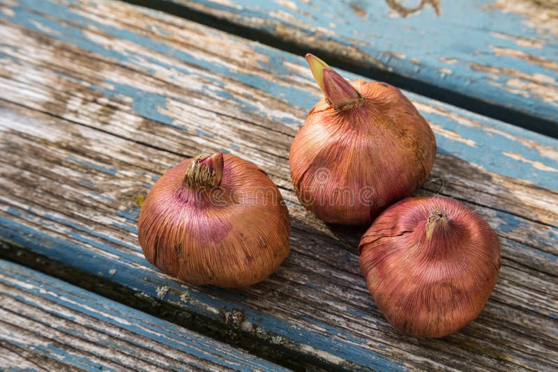 Bulbos de Gladiola imagen de archivo. Imagen de flor - 48753045