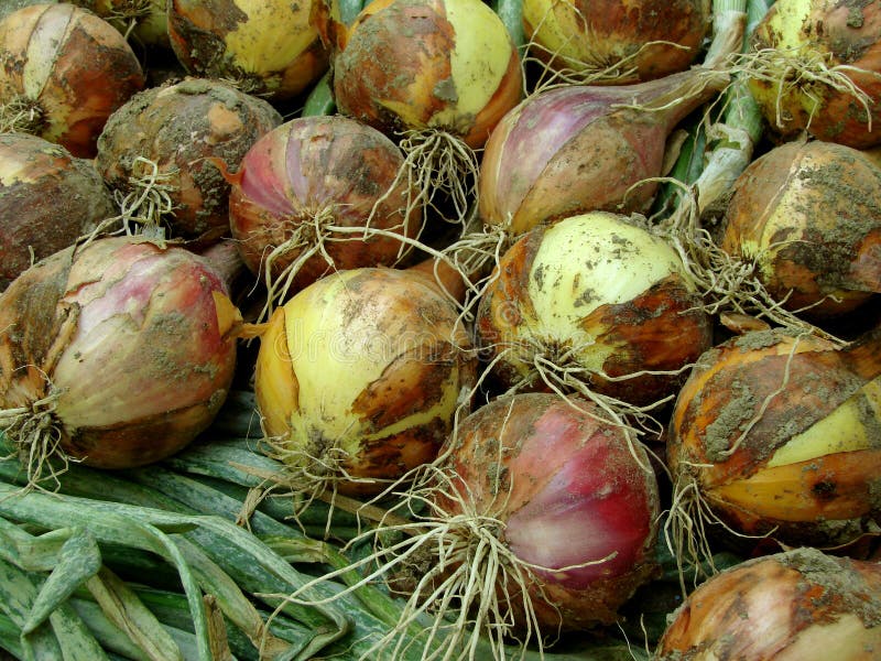 Bulbos de la cebolla foto de archivo. Imagen de crecimiento - 19956910