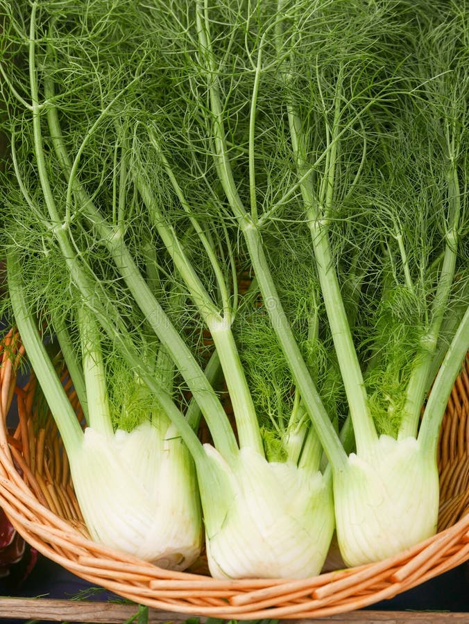 Bulbos del hinojo imagen de archivo. Imagen de planta - 51231597