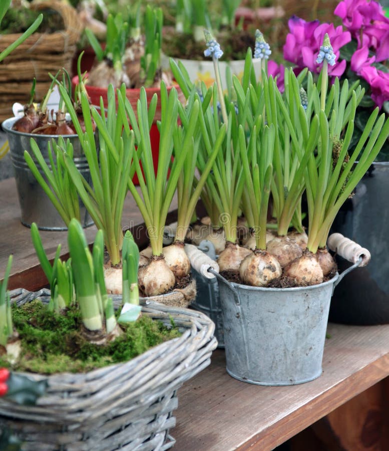 Bulbos Ornamentales Adentro a Los Crisoles Foto de archivo - Imagen de ...