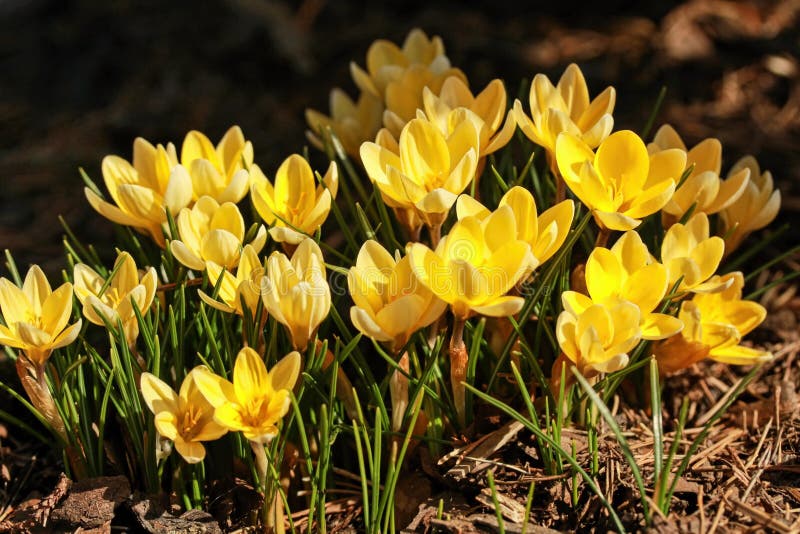 Blooming yellow orchid stock image. Image of orchid - 129446915