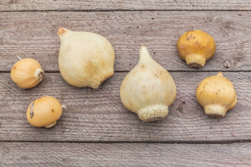 Bulbs of Different Types of Decorative Allium Stock Image - Image of ...