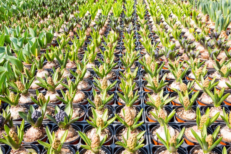 Bulbs flowering stock image. Image of clean, blossom - 68767929