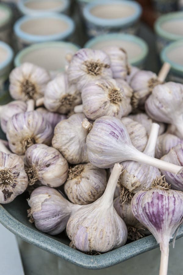 Bulbs of Garlic on Display. Stock Image - Image of market, natural ...