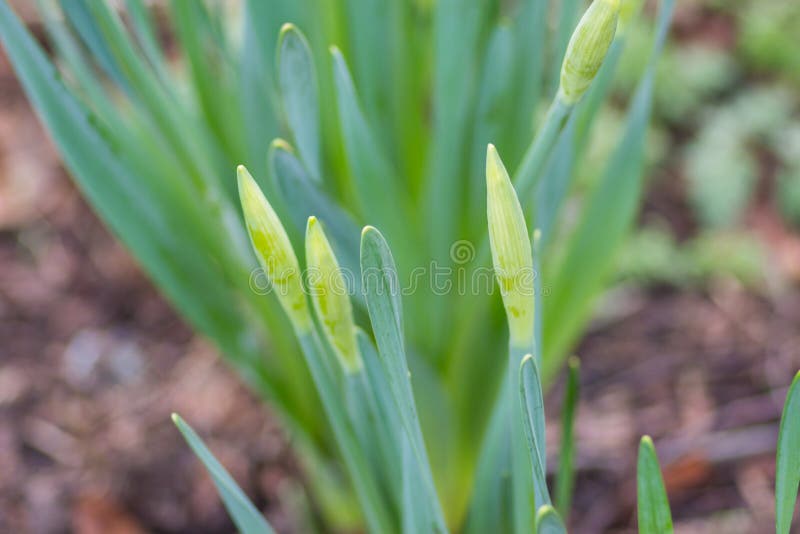Spring Bulbs in a Plant Pot Stock Image - Image of green, bulbs: 89509537