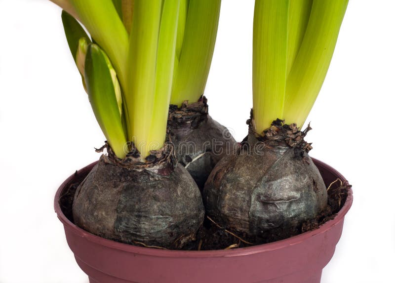 Bulbs with green leaves stock image. Image of growth - 49669215