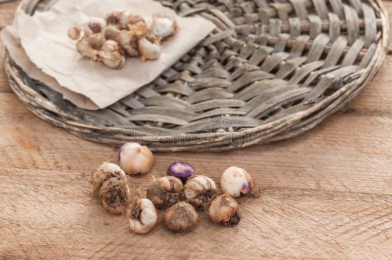 Ixia flowers stock image. Image of color, detail, leaf - 49695239