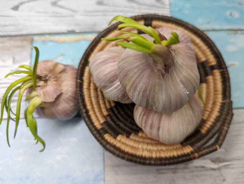 Bulbs of Sprouted Garlic in a Woven Basket Stock Photo - Image of ...