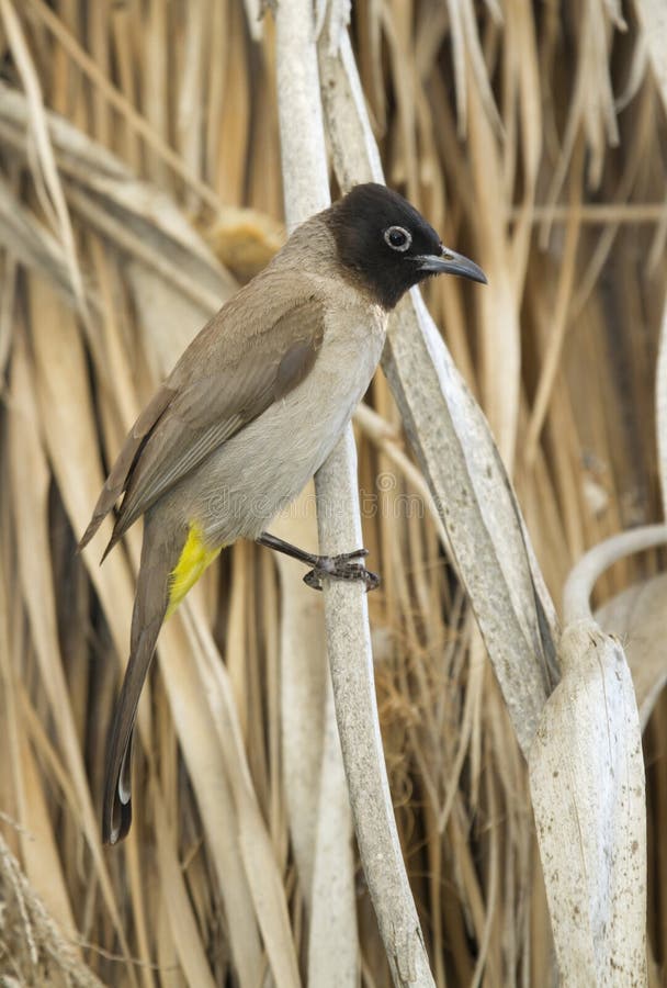 Bulbul Amarelo-exalado (Pycnonotus Mais Goiavier) Foto de Stock ...