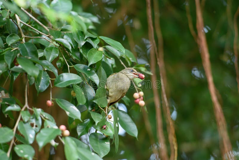 Bulbul bird stock image. Image of bulbul, beautiful, borneo - 90734047