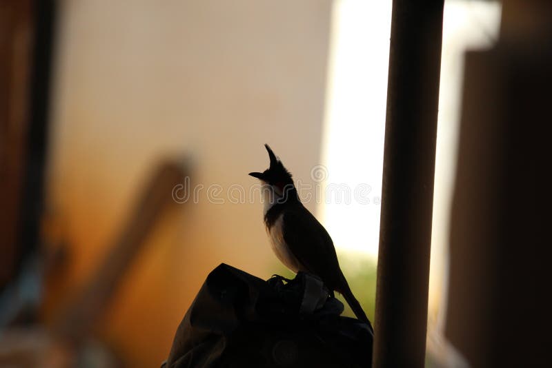 Bulbul Bird having a nap stock photo. Image of indianposing - 212174044