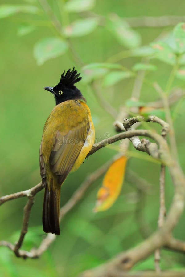 Bulbul bird stock image. Image of natural, rainforest - 63372031