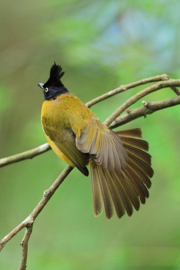 Bulbul bird stock photo. Image of green, natural, puff - 63372054