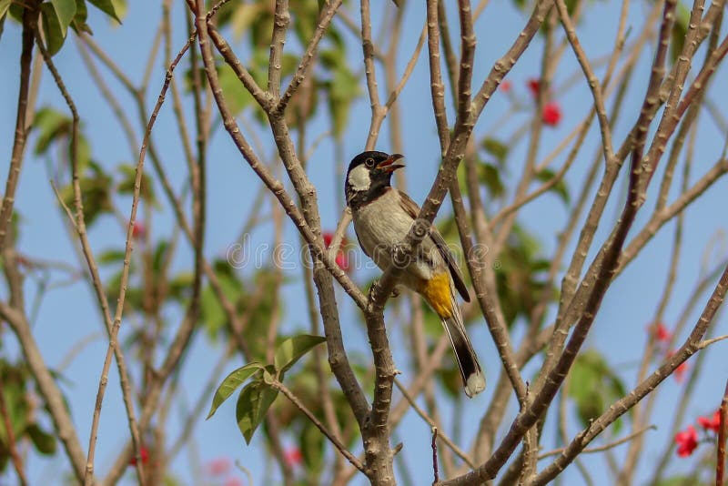 Bulbul bird on the tree stock photo. Image of plant - 191384800