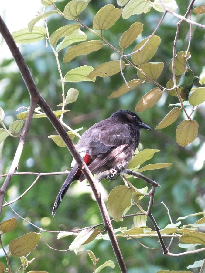 Bulbul bird on a tree stock image. Image of portrait - 229680313
