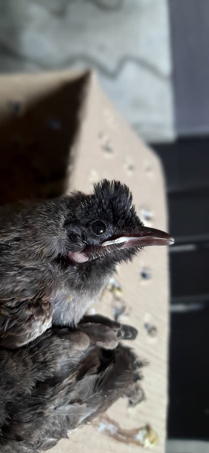 Bulbul birds stock photo. Image of winter, blue, bird - 220933550