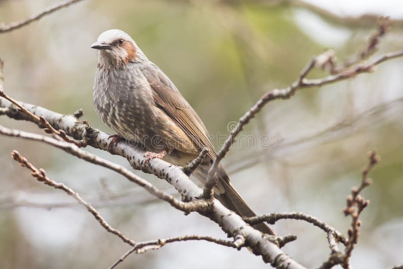 Bulbul Brown-eared (Hypsipetes Amaurotic) Fotografia Stock - Immagine ...