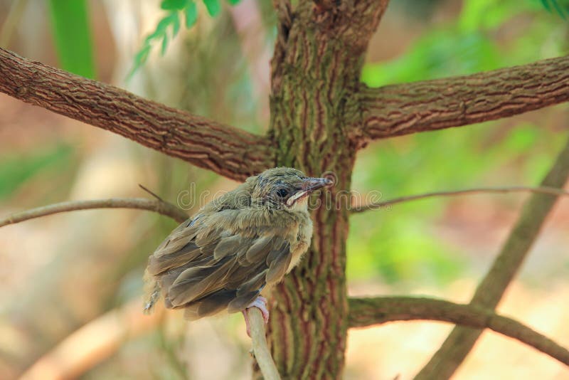 Bulbul chick stock photo. Image of chicken, natural, gentle - 43923244