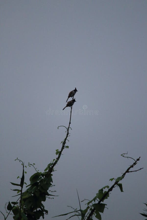 Bulbul Couple Was Spotted Together. Stock Photo - Image of couple, goal ...