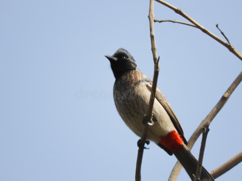 Bulbul exalado vermelho imagem de stock. Imagem de exalado - 139045753
