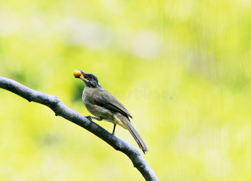 Bulbul with Fruit stock image. Image of shrike, stand - 32291823