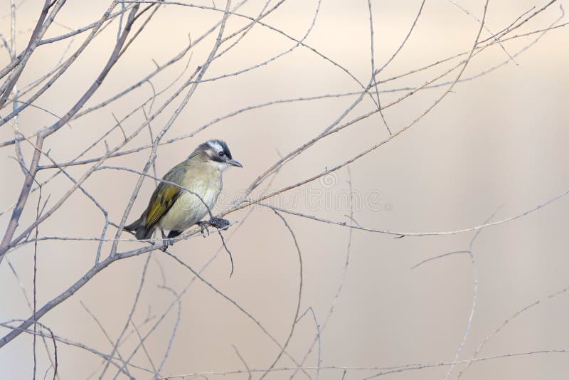 Bulbul Luz-exalado imagem de stock. Imagem de oferta - 135335989