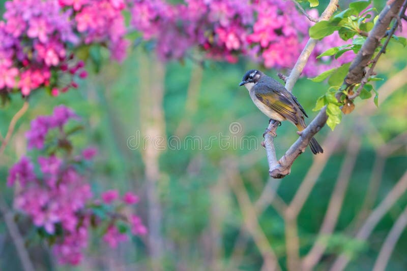 Bulbul Luz-exalado imagem de stock. Imagem de animal - 115015027