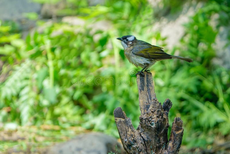 Bulbul Luz-exalado imagem de stock. Imagem de selvagem - 116176449