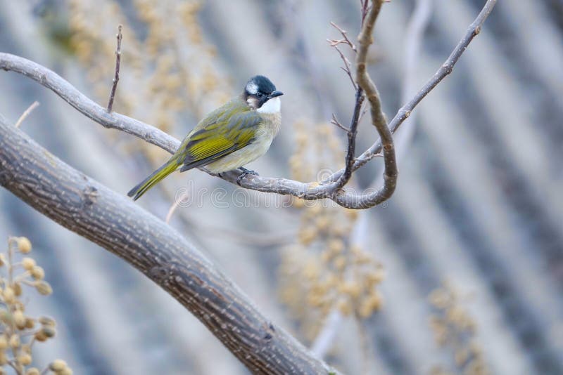 Bulbul Luz-exalado foto de stock. Imagem de vida, animais - 135335974