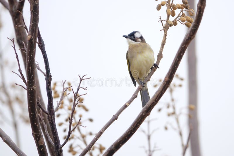 Bulbul Luz-exalado imagem de stock. Imagem de oferta - 135335989