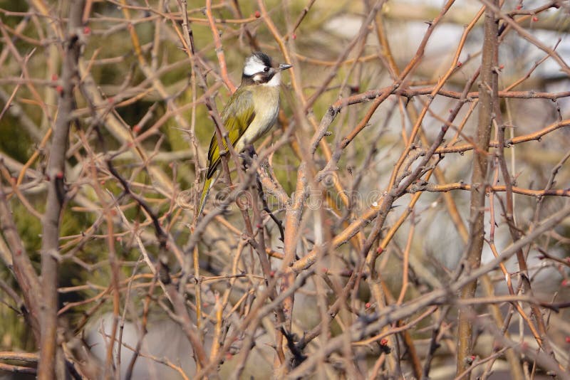 Bulbul Luz-exalado imagem de stock. Imagem de oferta - 135335989