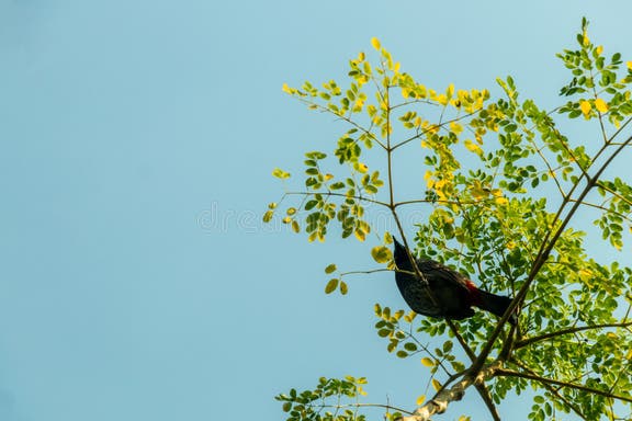 Bulbul Moderate-sized, Gregarious and Mostly Dull Coloured Birds Stock ...