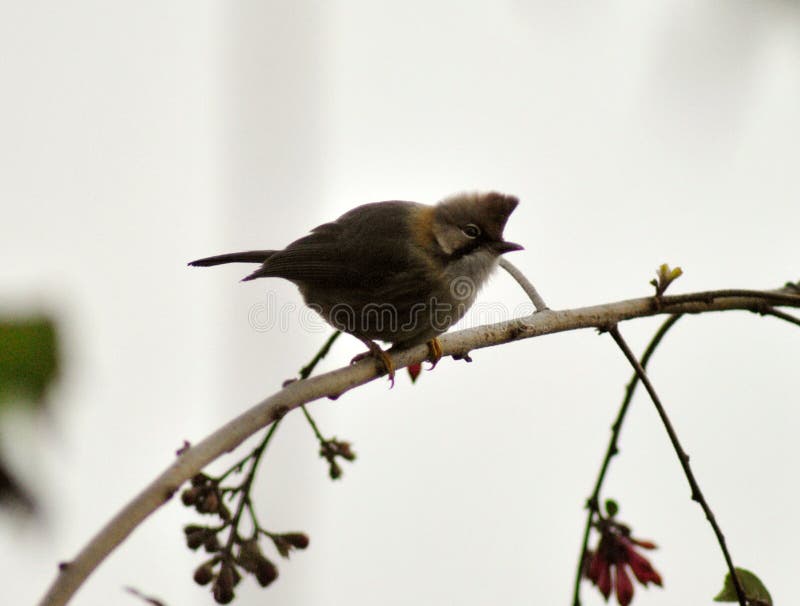 Bulbul Perched Chirping during Spring Stock Photo - Image of season ...