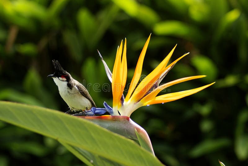 Pycnonotus Jocotus Stock Photos - Free & Royalty-Free Stock Photos from ...