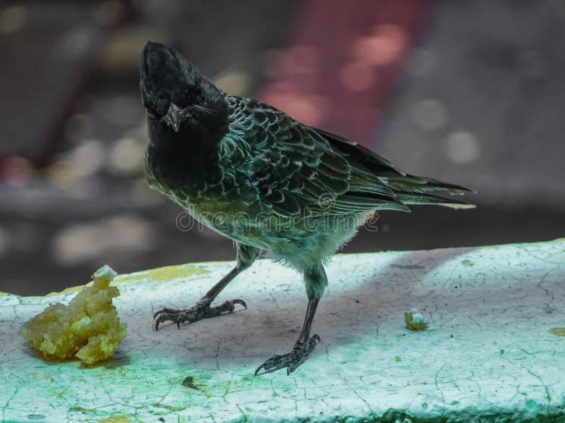 Bulbul Red Tail Bird Feeding at My Home Balcony Stock Image - Image of ...