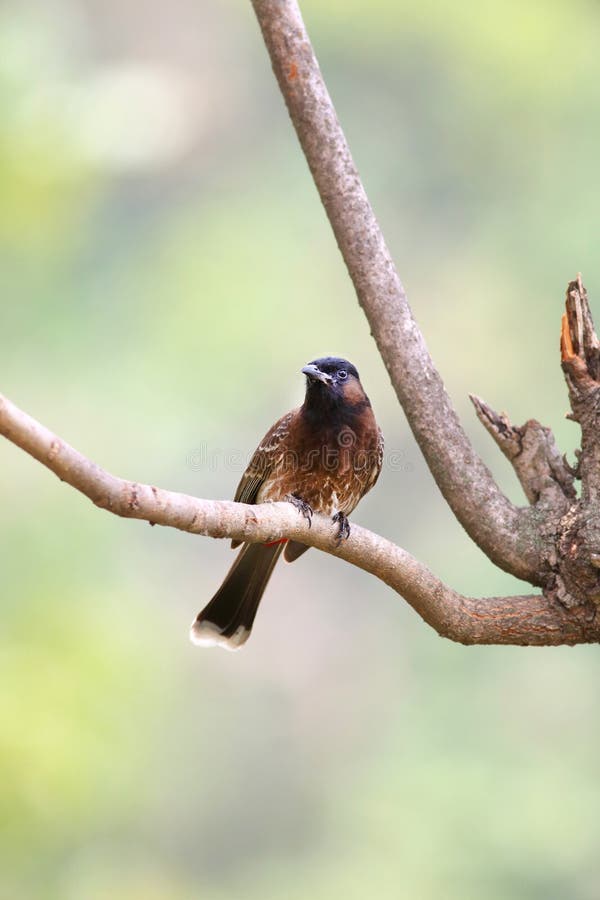 Bulbul Vermelho-exalado imagem de stock. Imagem de cauda - 118713199