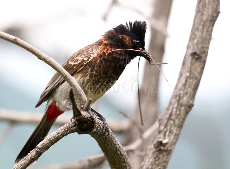 Bulbul Vermelho-exalado imagem de stock. Imagem de bico - 121460537