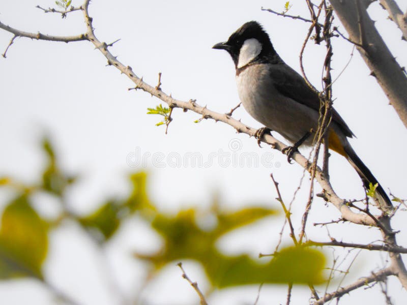 Bulbul stock image. Image of white, bulbul, bird, perched - 137153321